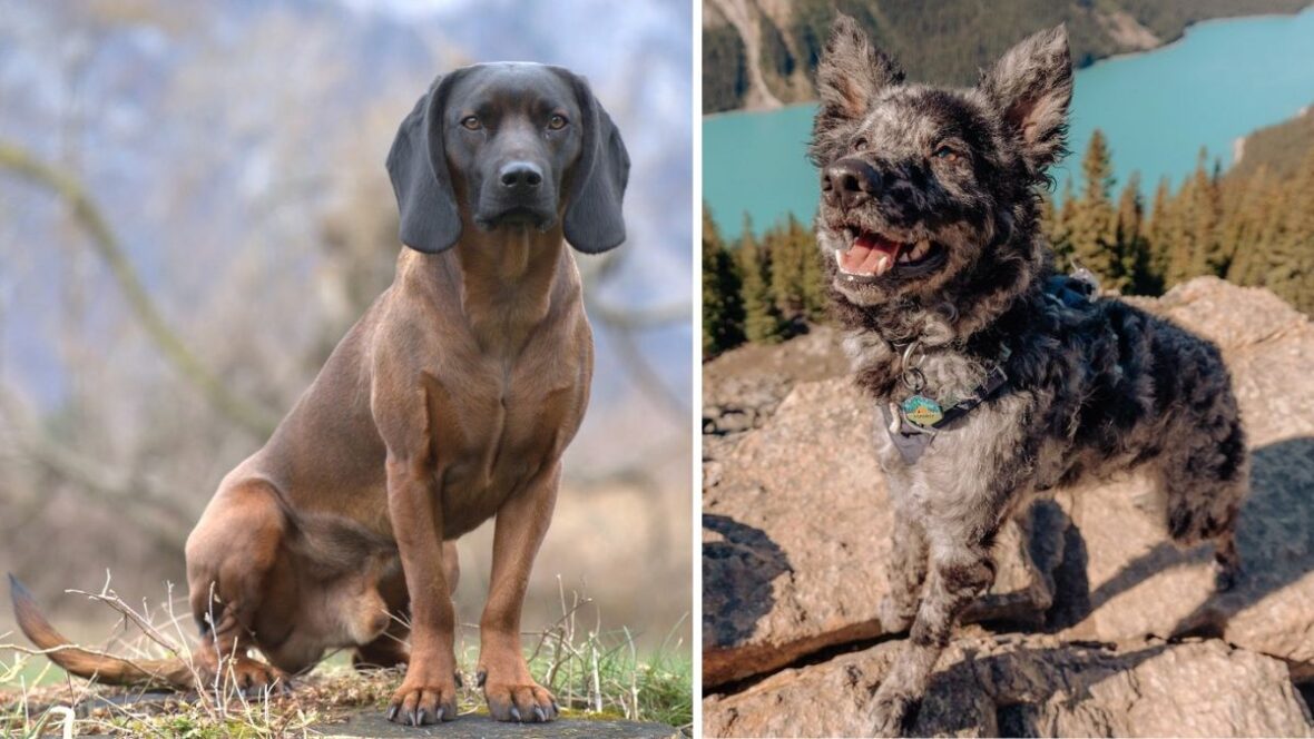 25 rare dog breeds you’ve likely never seen or heard of
