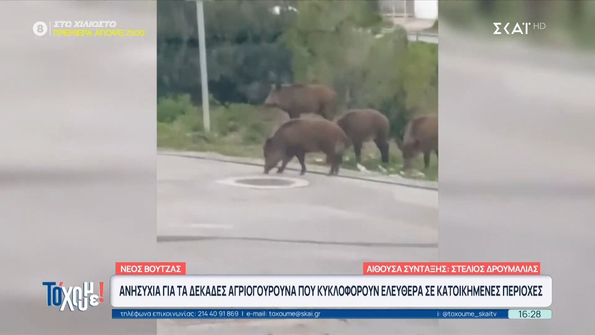 Ανησυχία για τα δεκάδες αγριογούρουνα που κυκλοφορούν ελεύθερα στους ...