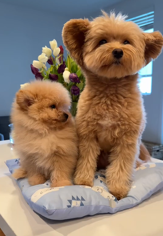Pomapoo puppies: Cute pair showcase fluffy toy poodle mix dogs