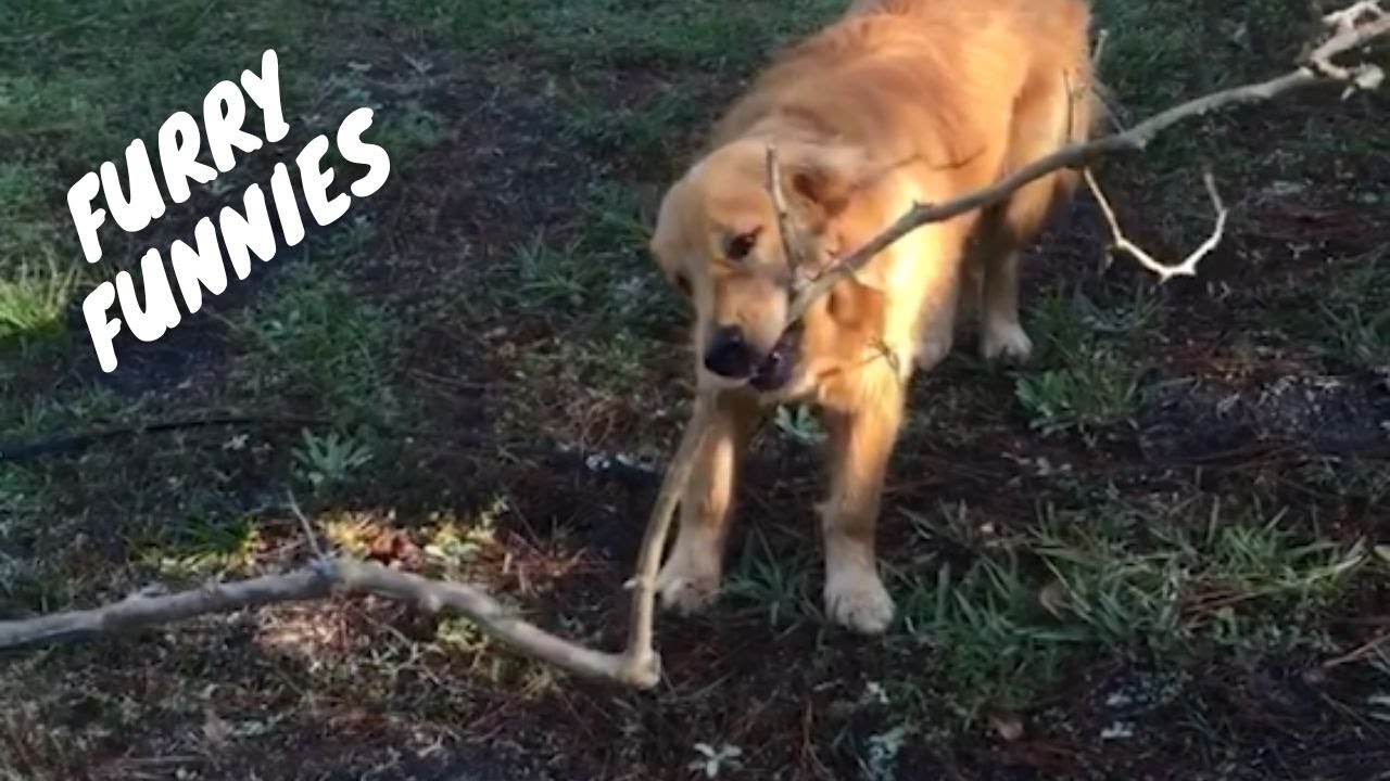 You will not believe what these pets did to their humans