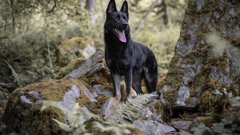 She traded in her boyfriend for his German shepherd, and came home to a ...