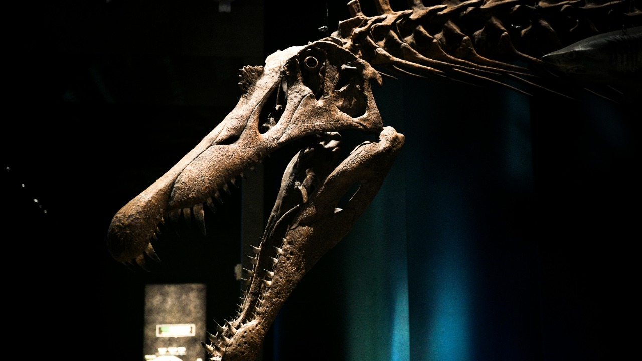 Sahara expedition uncovers Spinosaurus mirabilis — a 95-million-year ...