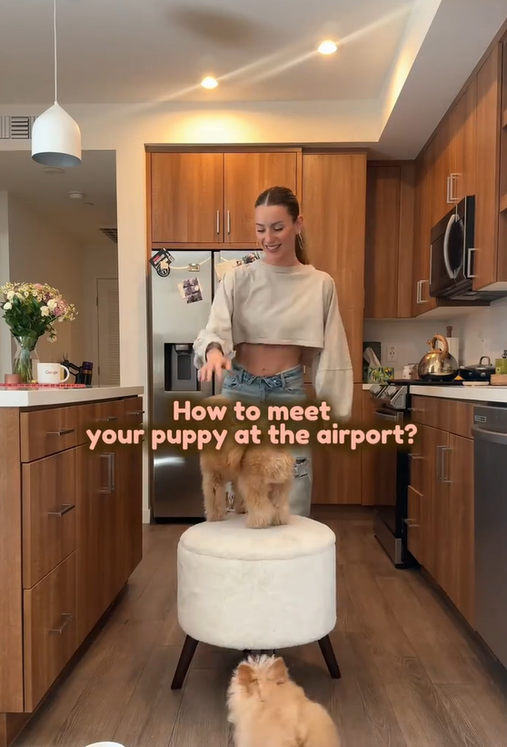 How to meet your puppy at the airport: Tips for a safe and smooth pickup