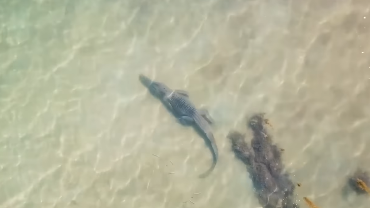 This crocodile was lurking underwater - and nobody realized it