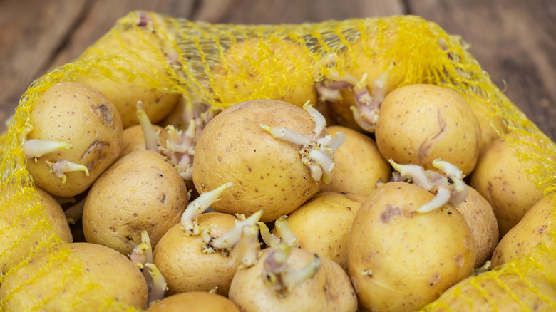 8 false facts about sprouted potatoes you thought were true