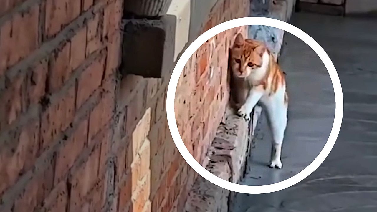 Cat tries to avoid wet cement - but still leaves paw prints behind