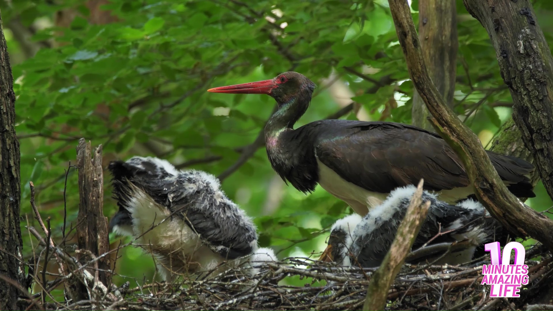Black stork stays alert while guarding chicks at nest