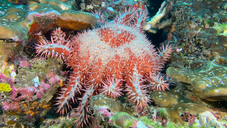Deep-sea expedition off Argentina finds 40 potential new organisms ...
