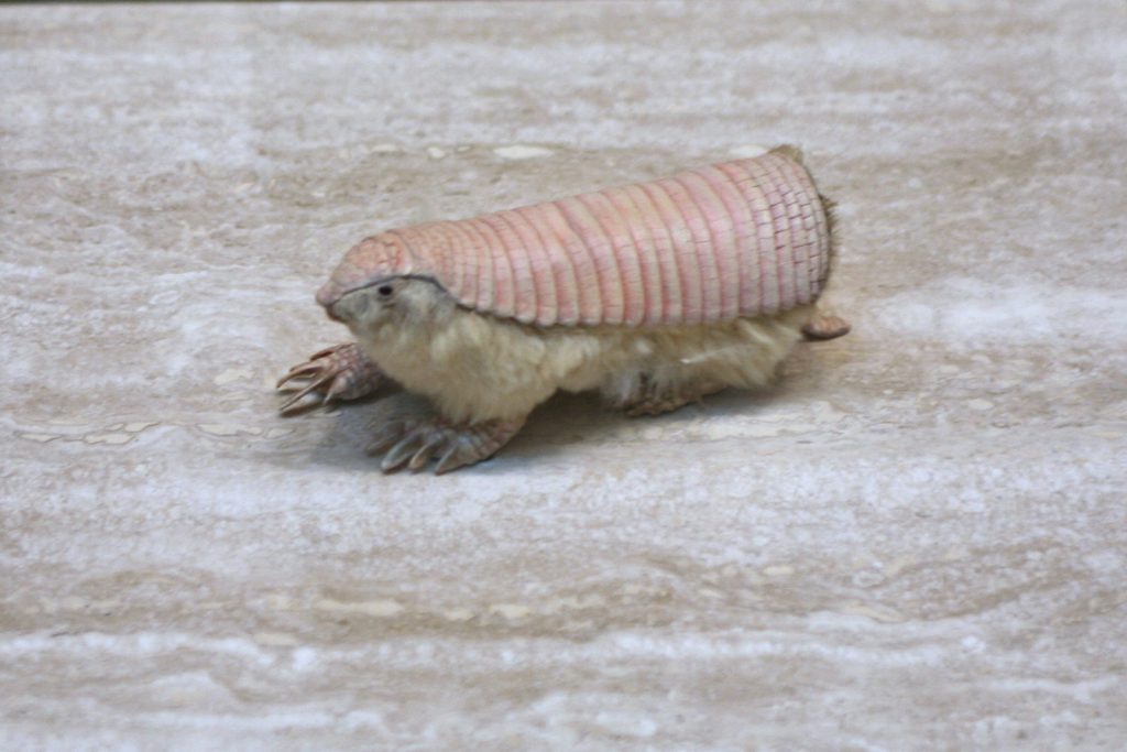 28 weird animals you’ve probably never heard of