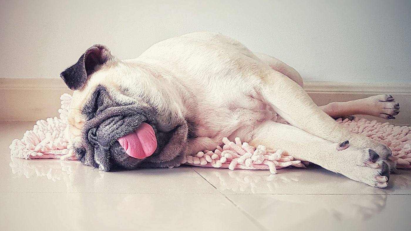 Lazy dog breeds that live life in the slow lane