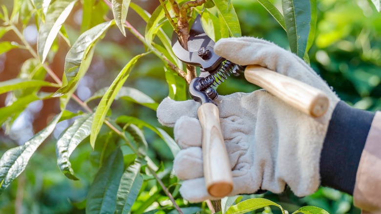 The easiest way to sharpen garden shears to keep them good as new