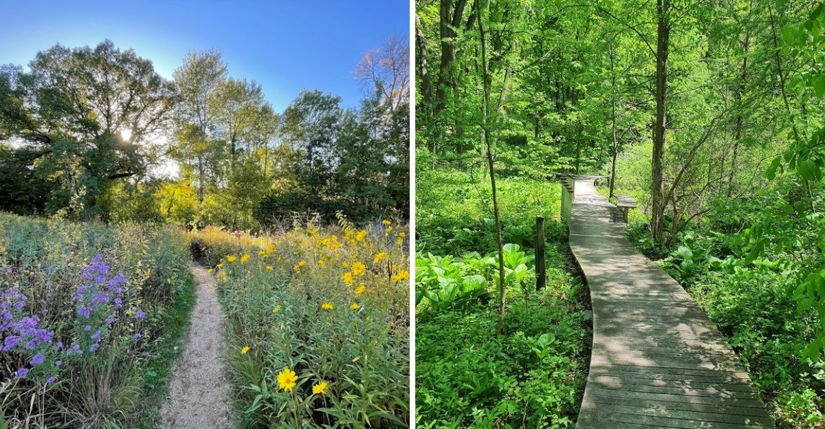 The Minnesota Narnia trail hiding inside a wildflower garden with 600 ...