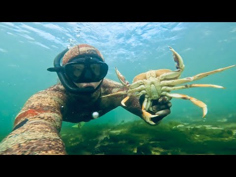 Diving for Dungeness crab | Catch and cook (limits in minutes!)