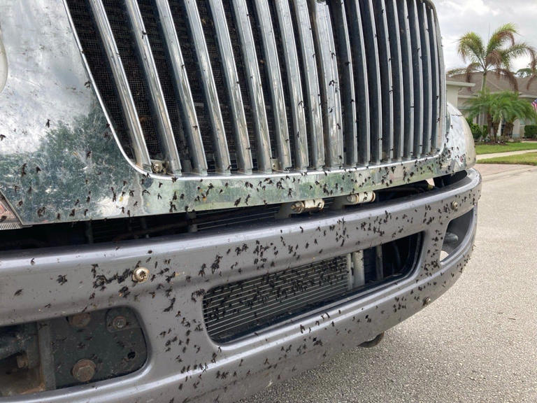 When does lovebug season end in Florida? About the invasive bug