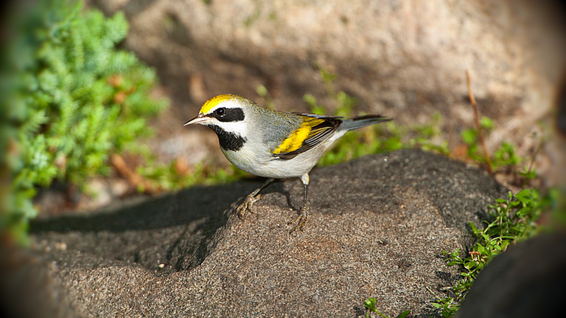 Songbirds fled tornadoes 500 miles away. How'd they know?