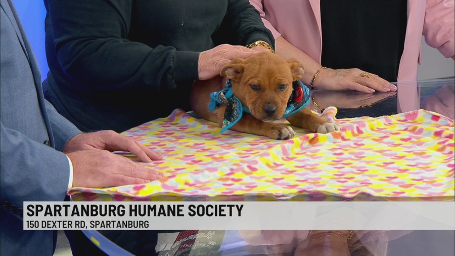 Pet of the week: Houston
