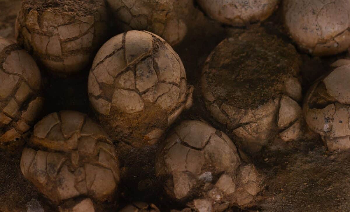 Scientists just found a nearly complete 16-centimeter fossil near a ...