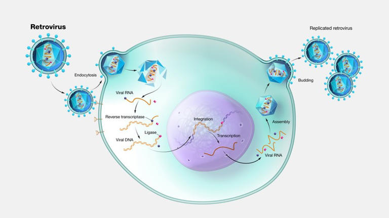 Eight percent of your DNA isn't human - here's where it comes from