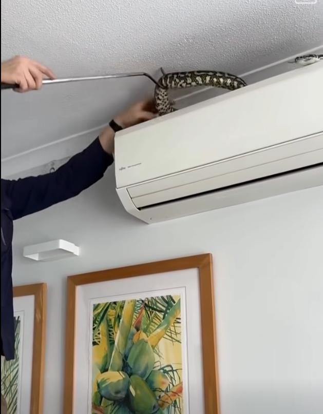 Watch: Large python found perched on AC unit inside home