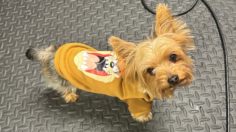 Tiny Yorkie goes into full attack dog mode when he sees new Amazon delivery