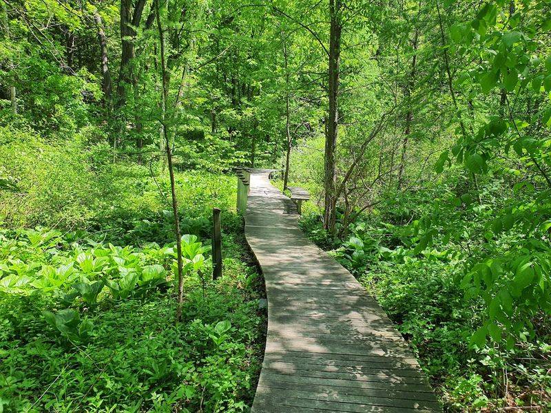 The Minnesota Narnia trail hiding inside a wildflower garden with 600 ...