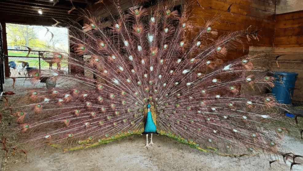 Sun: 2 runaway peacocks found safe after weeks of Carroll County ...