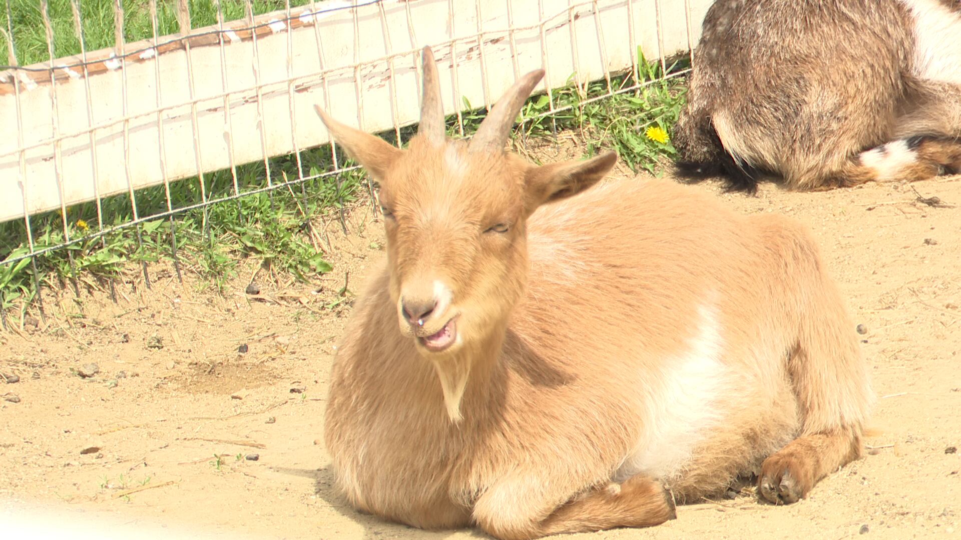 City of Sparks using goats to mitigate fire risk