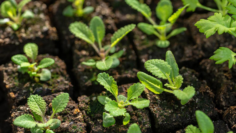 Learn the soil blocking method: A simple way to grow stronger plants ...