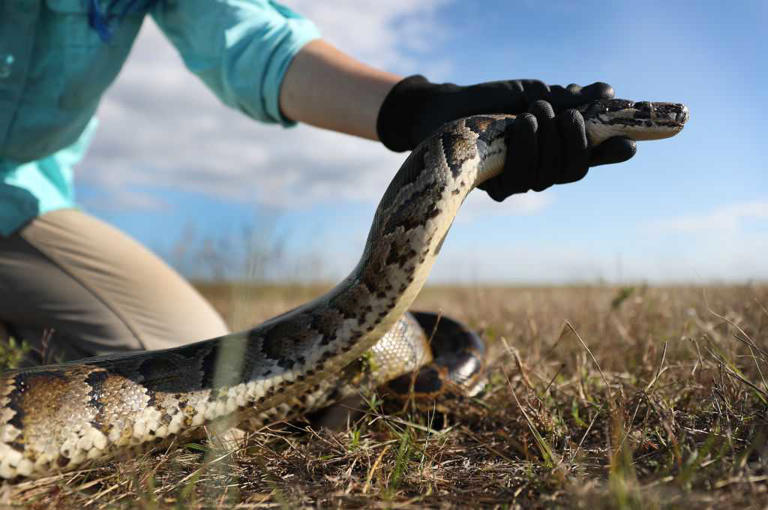 Raccoons and possums with tracking devices used to locate invasive ...
