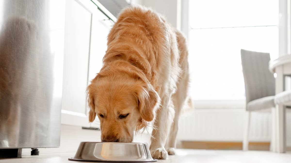 Dr. Pol's new clinical dog food line lands at Walmart