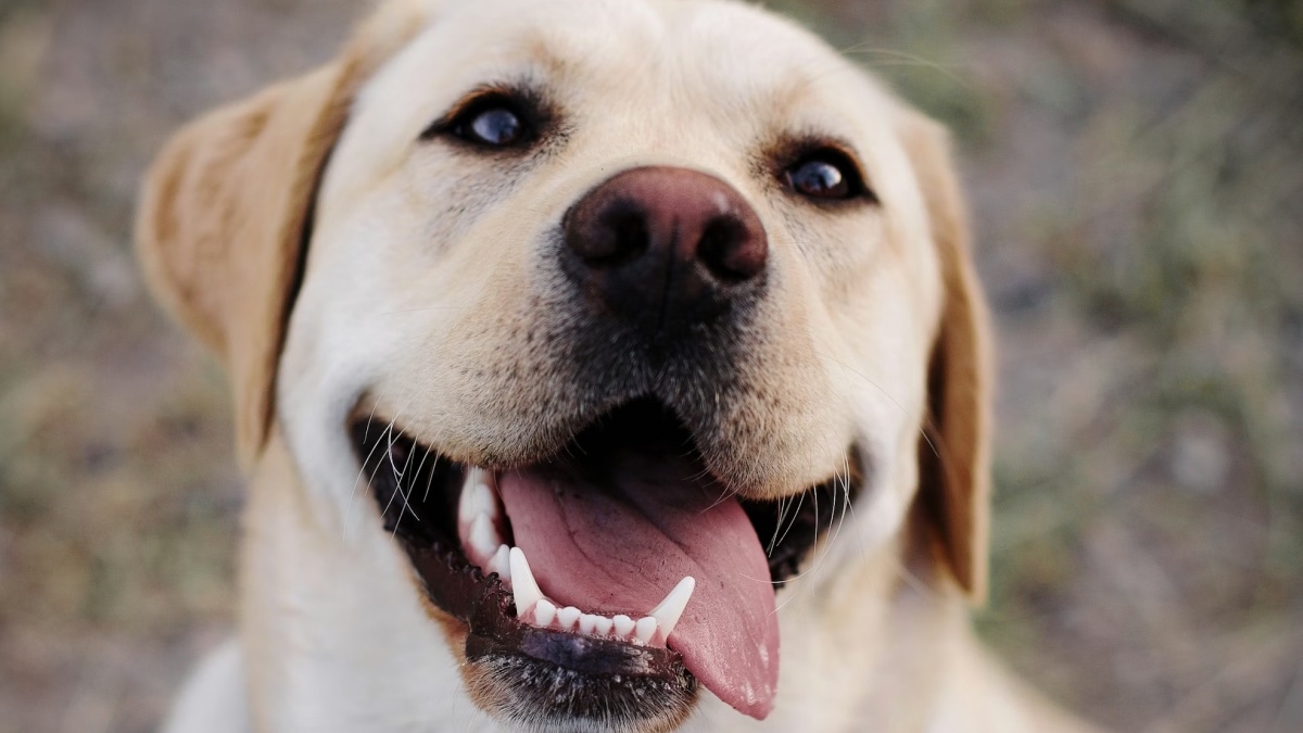 6 proofs that your dog loves you and is 100% loyal to you and no one else