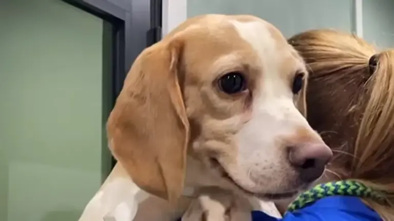 300 beagles rescued from lab testing now at Big Dog Ranch, more to come