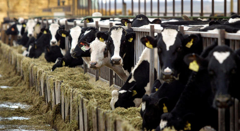 64 calves stolen from an Ohio farm overnight. Officials investigating