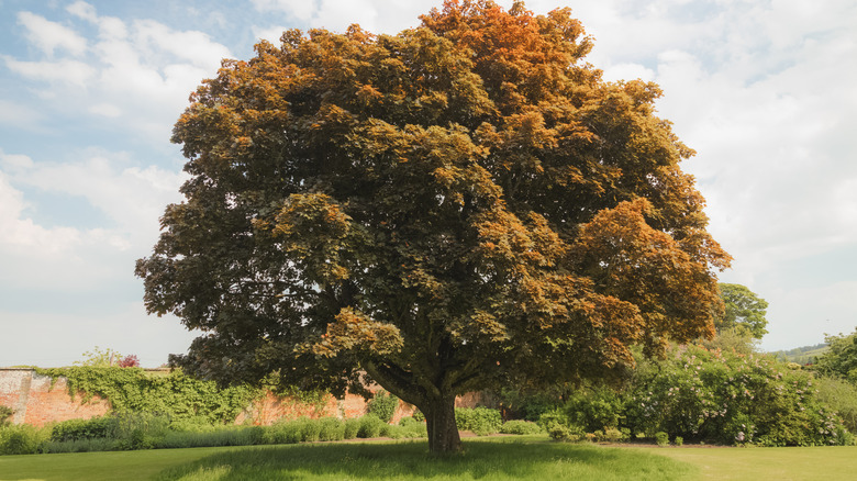 What to do if you find a Norway maple tree in your yard
