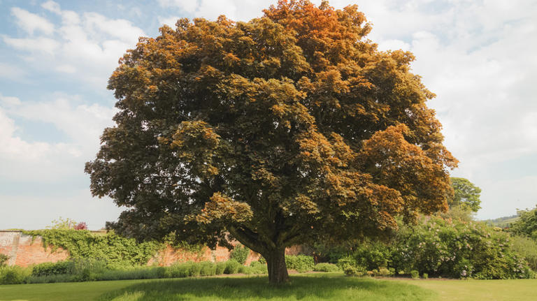 What to do if you find a Norway maple tree in your yard