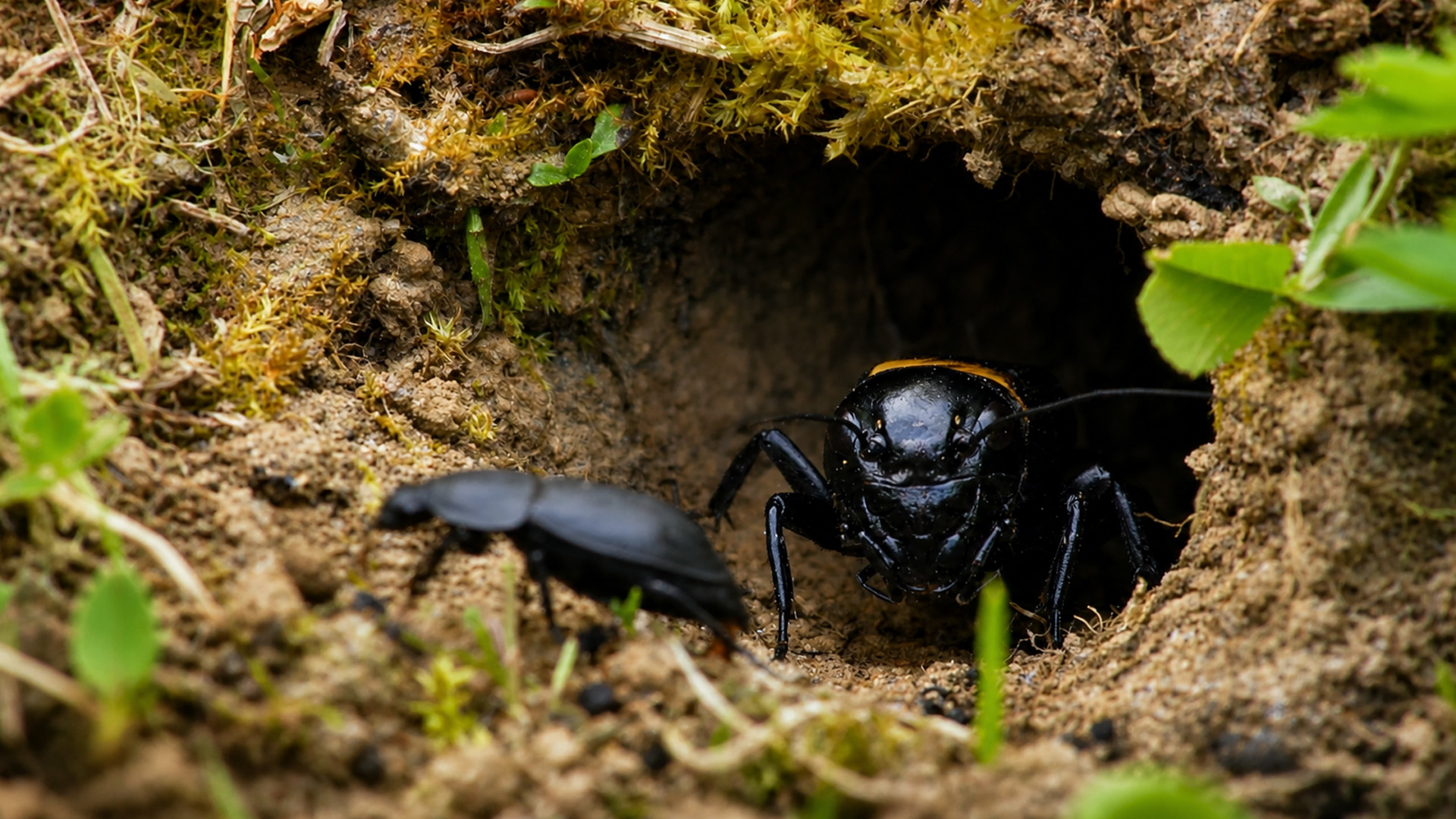 This tiny burrow had an unexpected visitor caught on camera