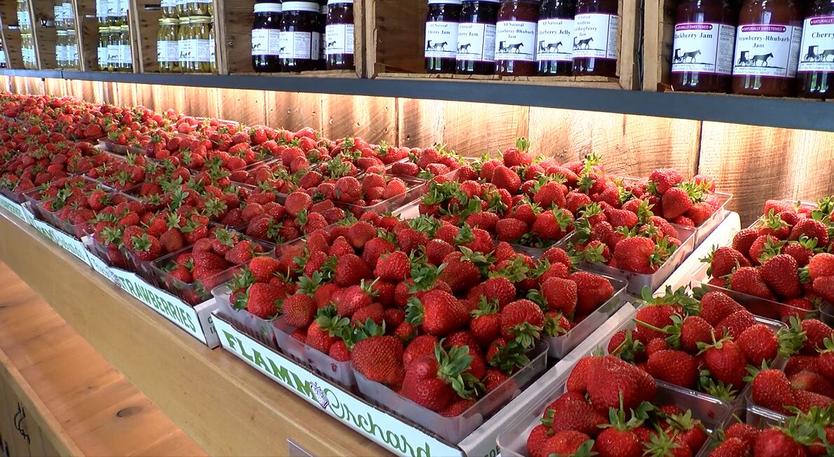 Flamm Orchards strawberry season underway in southern Illinois