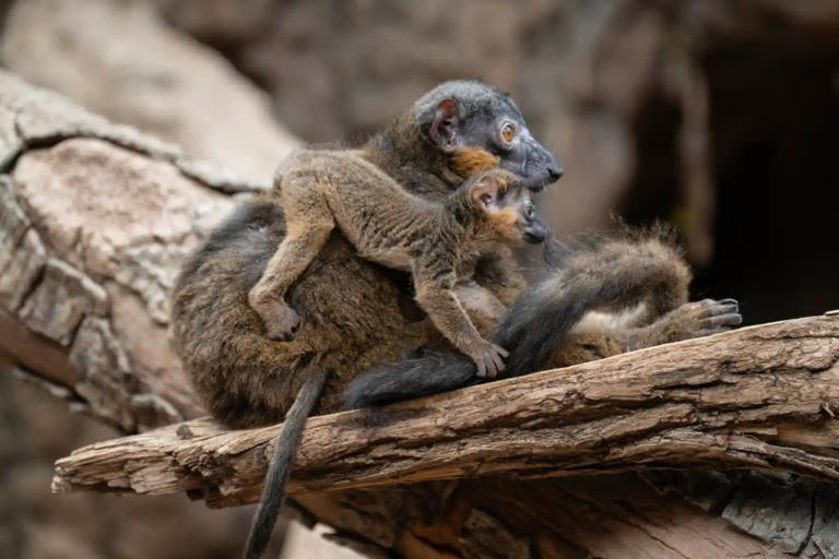 Endangered lemur gives birth to rare set of twins at NYC’s Bronx Zoo