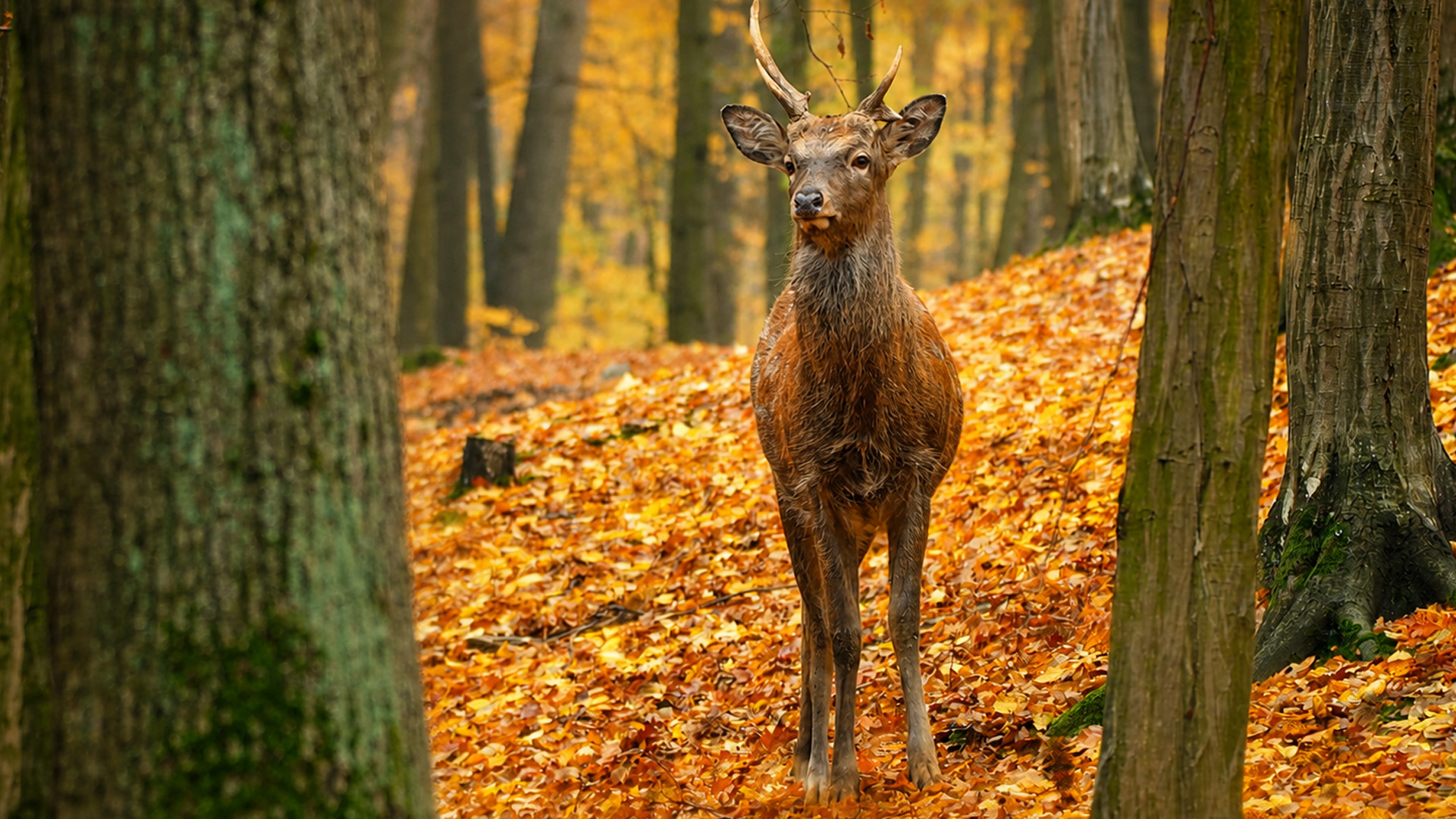 Trail camera catches a deer pausing in the heart of the woods