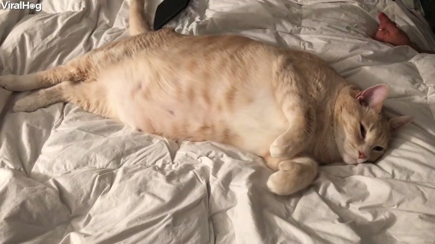Cat enjoys belly brushing