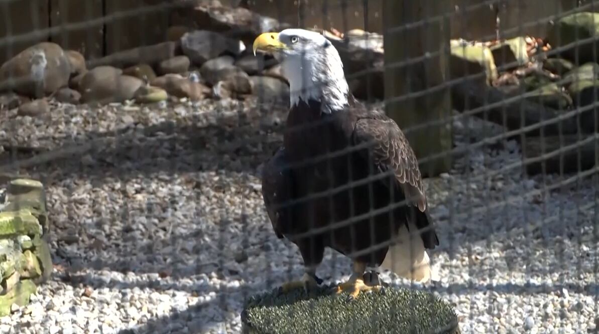 Two bald eagles still missing more than 2 weeks after Dollywood storm ...