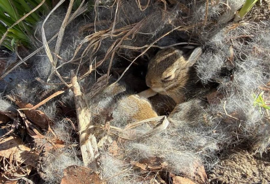 Photos: Malta community center welcomes baby bunnies
