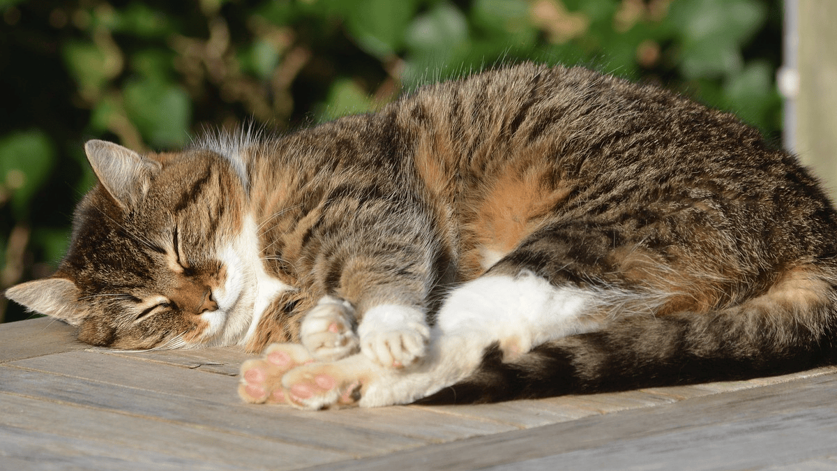 If you notice these 11 signs, your cat trusts you more than you think