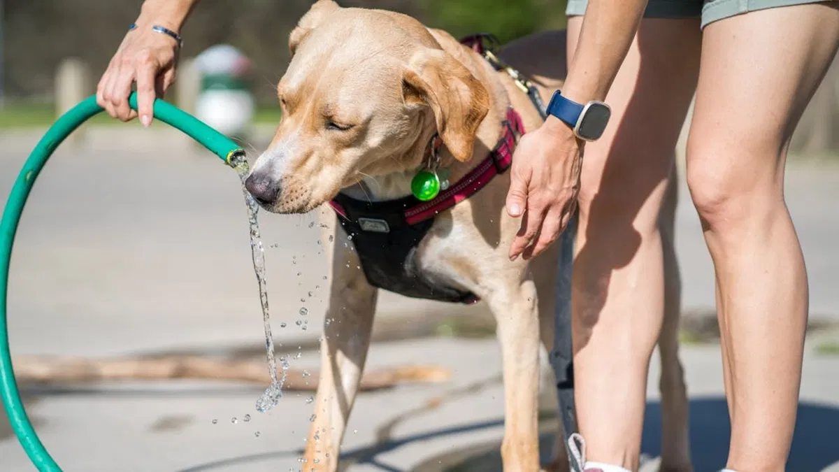 Ola de calor en México: 9 claves para proteger a tu mascota de pulgas y ...