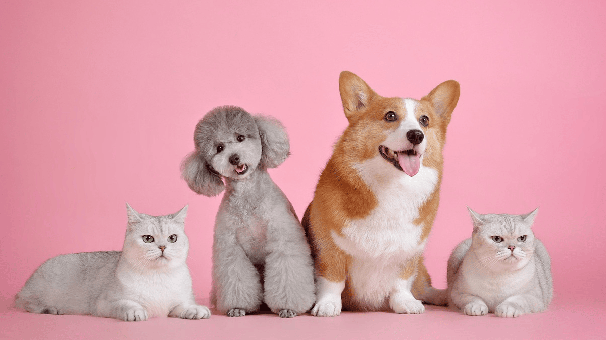 12 reasons your pet feels happy and safe at home, according to ...