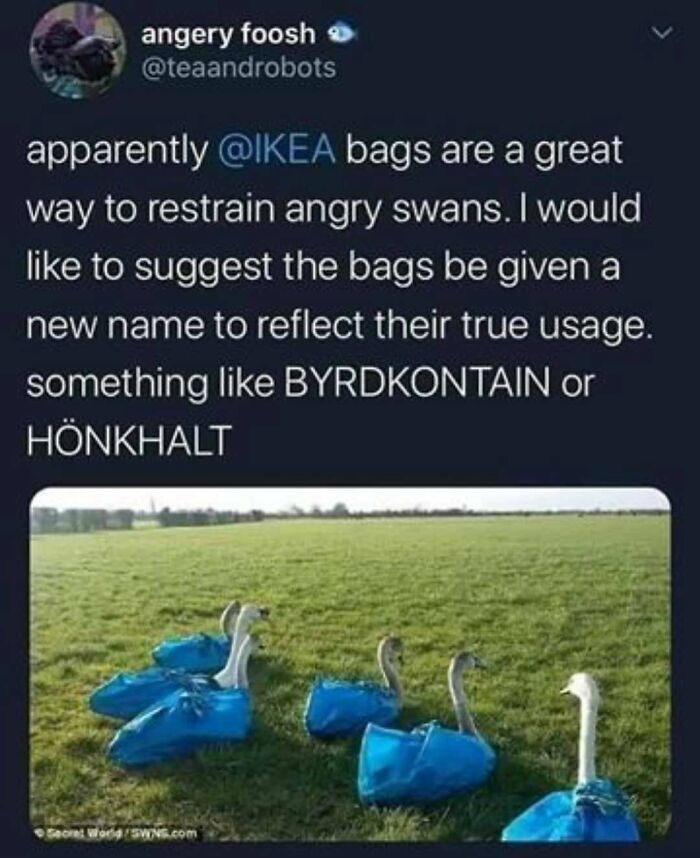 76 silly bird memes to brighten up your day