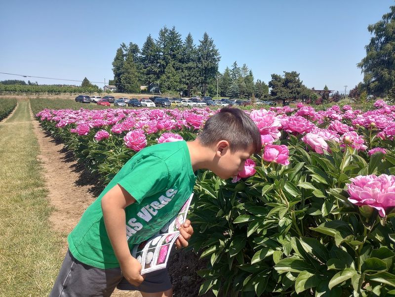The world renowned Oregon peony garden with over 500 varieties is ...