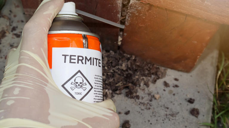 What to do if you find a termite swarm near your home