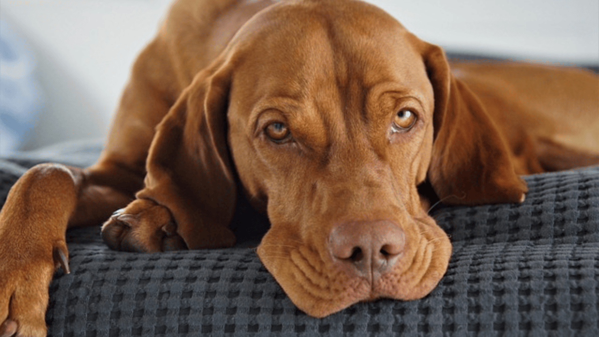 7 things you should do if you want your dog to be 100% happy with you