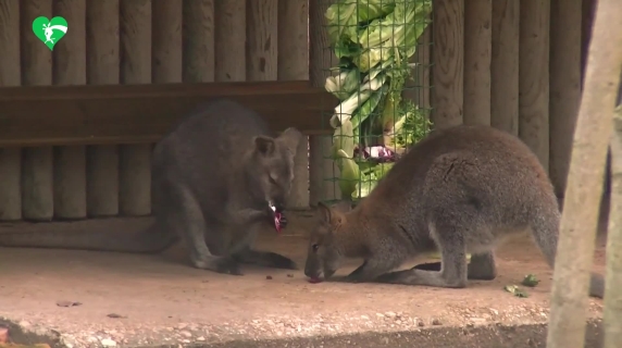Il canguro neonato del Bioparco, le immagini del momento in cui esce ...